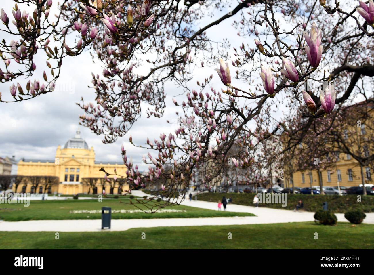 Photo taken on March 13, 2021 shows blossoming magnolia flowers at King ...