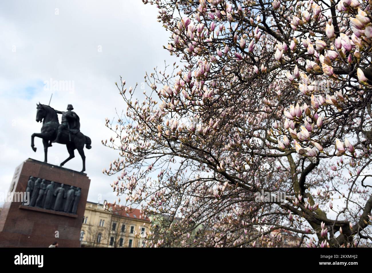 Photo taken on March 13, 2021 shows blossoming magnolia flowers at King ...
