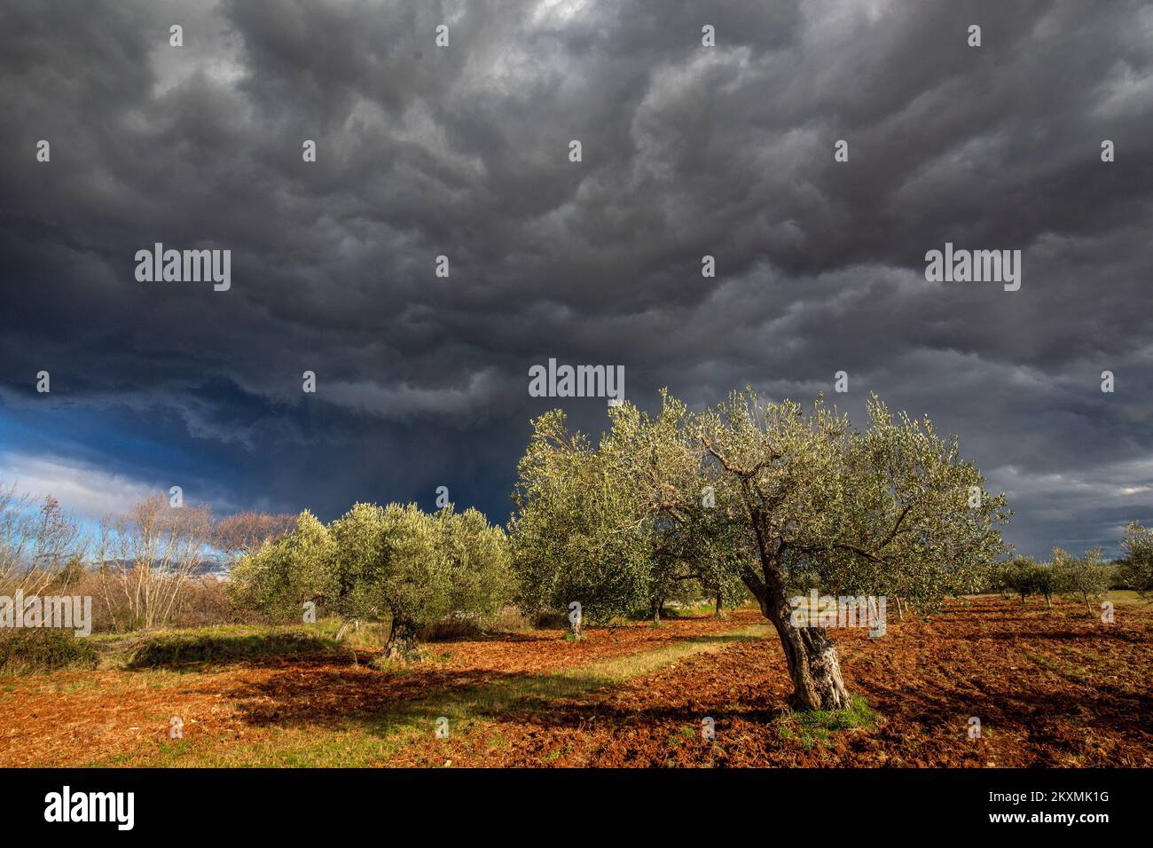 Photo taken on March 17, 2021 shows rain clouds over the olive trees ...