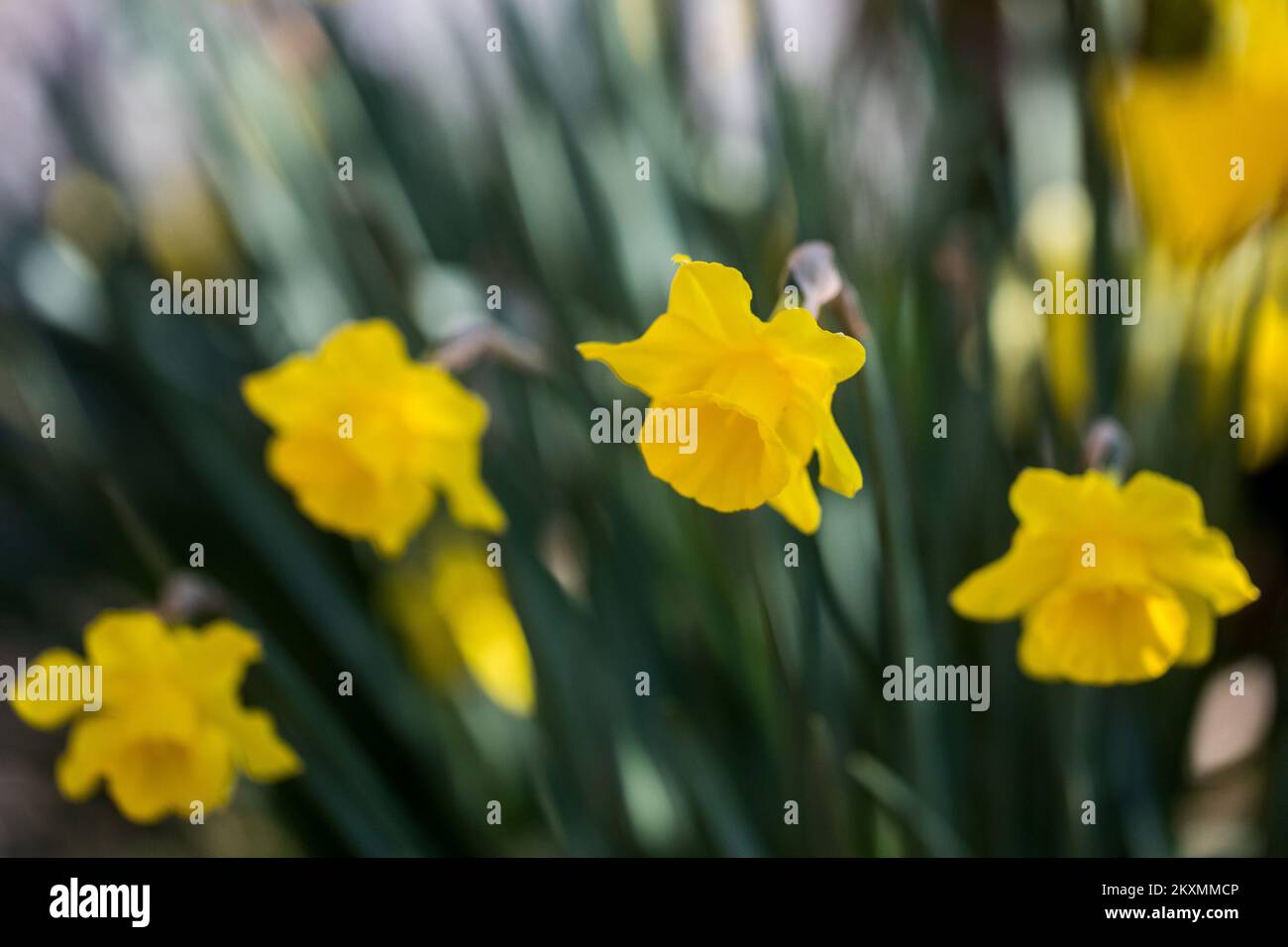 Narcisuss (Daffodil) flowers are pictured on the first day of the ...