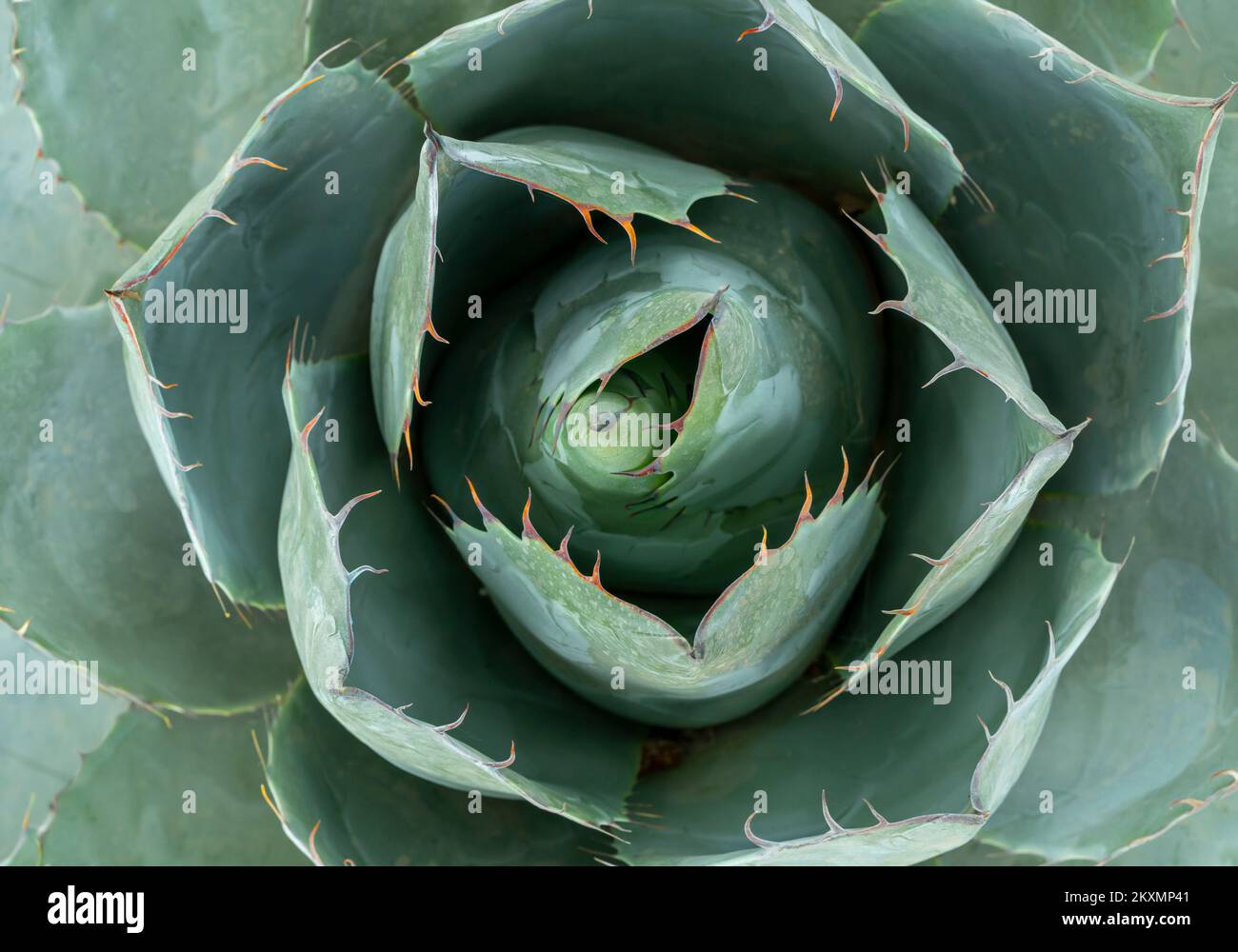 Agave leaves pattern hi-res stock photography and images - Alamy