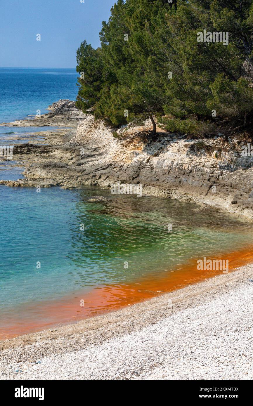 Algae red sea bloom hi-res stock photography and images - Alamy