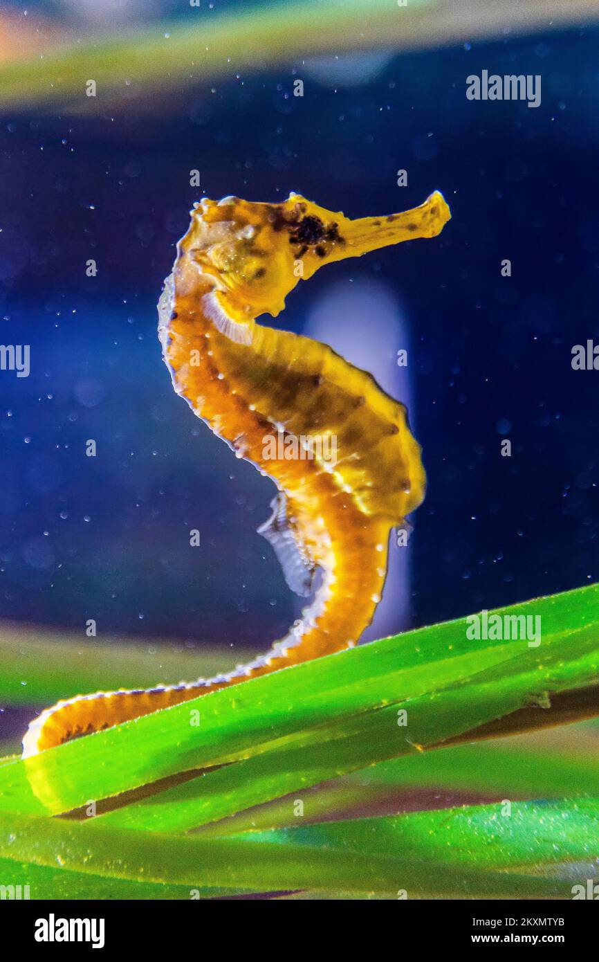 Twenty tropical seahorses (12 females and 8 male) arrived in Pula ...