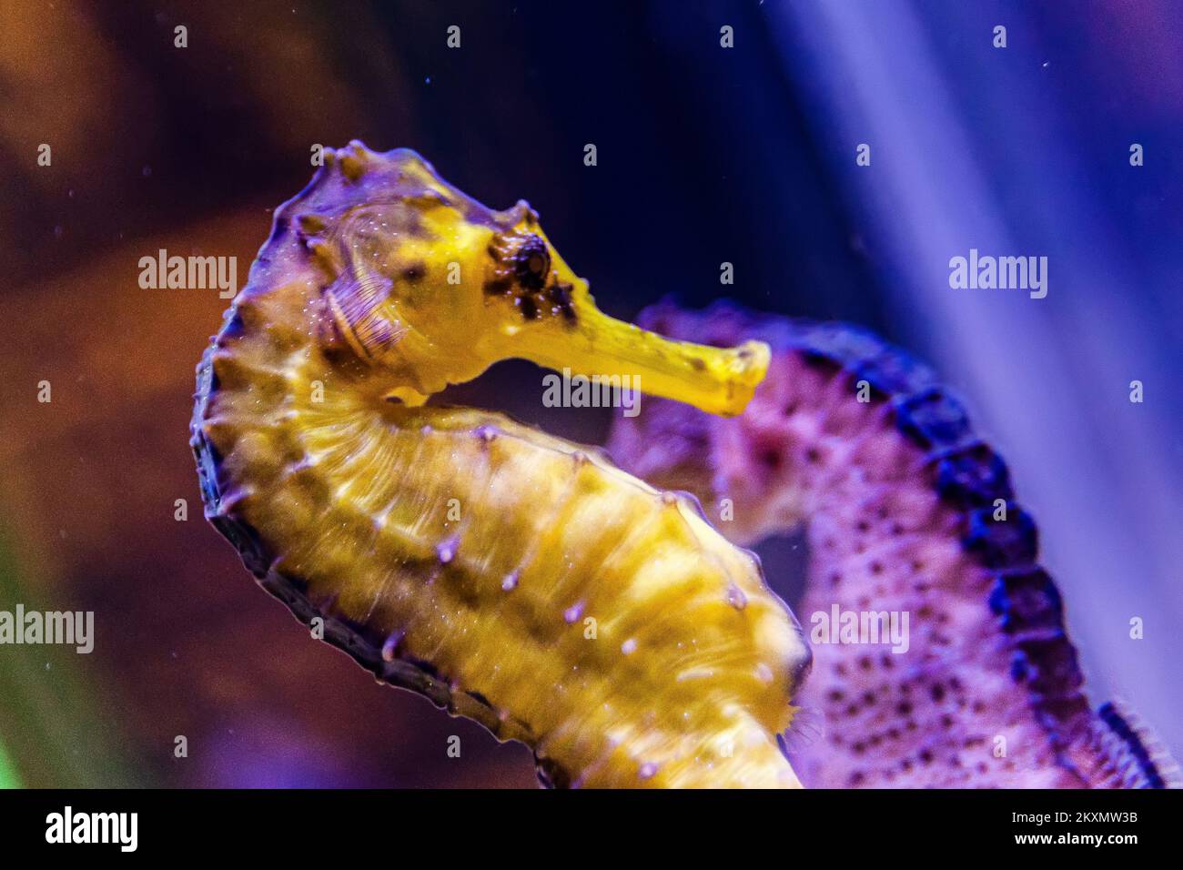 Twenty tropical seahorses (12 females and 8 male) arrived in Pula ...