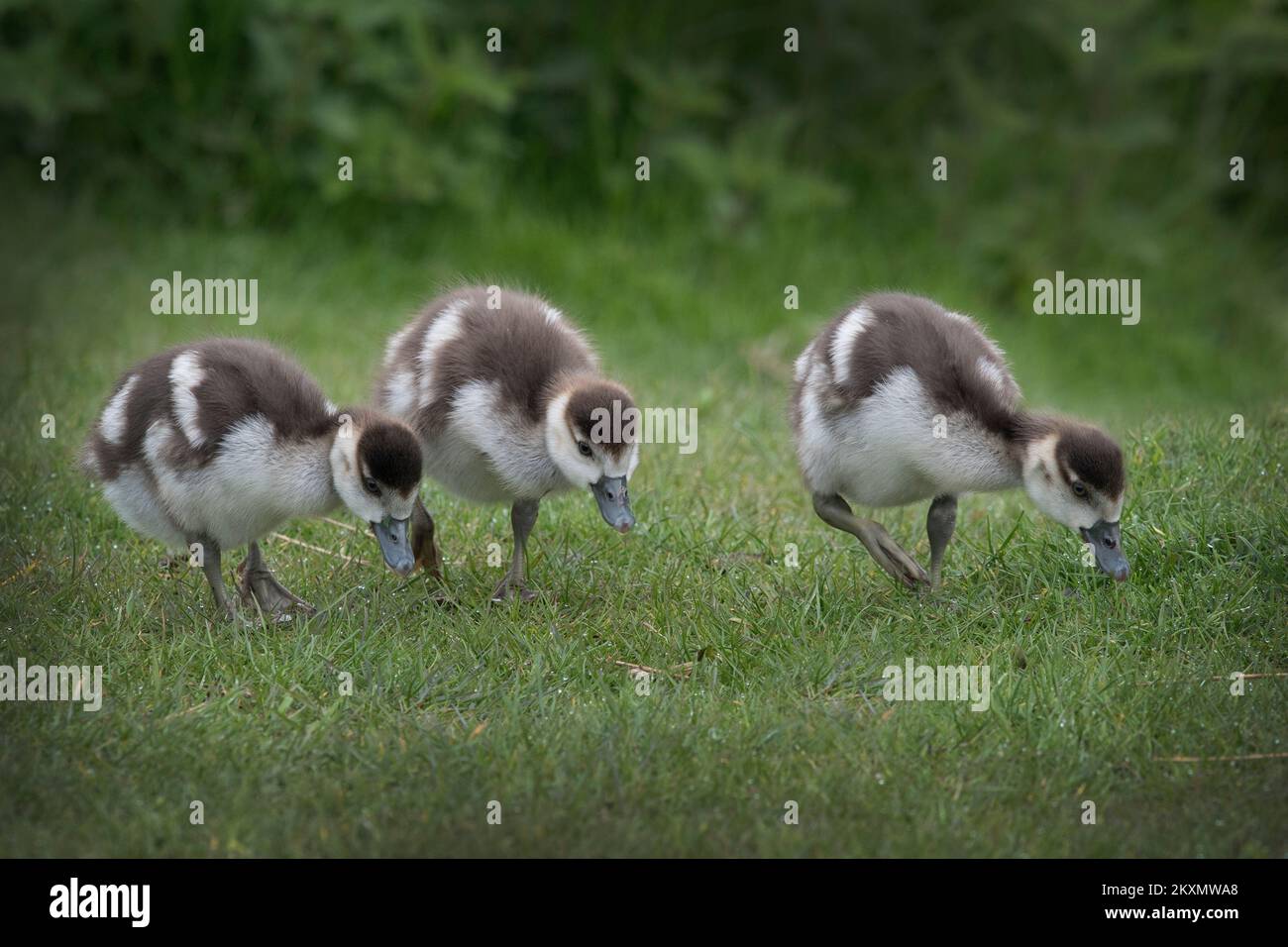 Baby egyptian geese hi-res stock photography and images - Alamy
