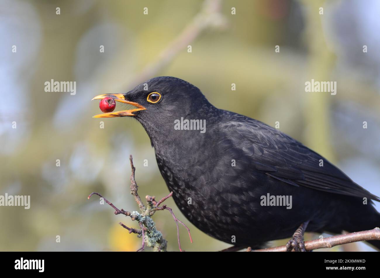 Black bird eating berries hi-res stock photography and images - Alamy