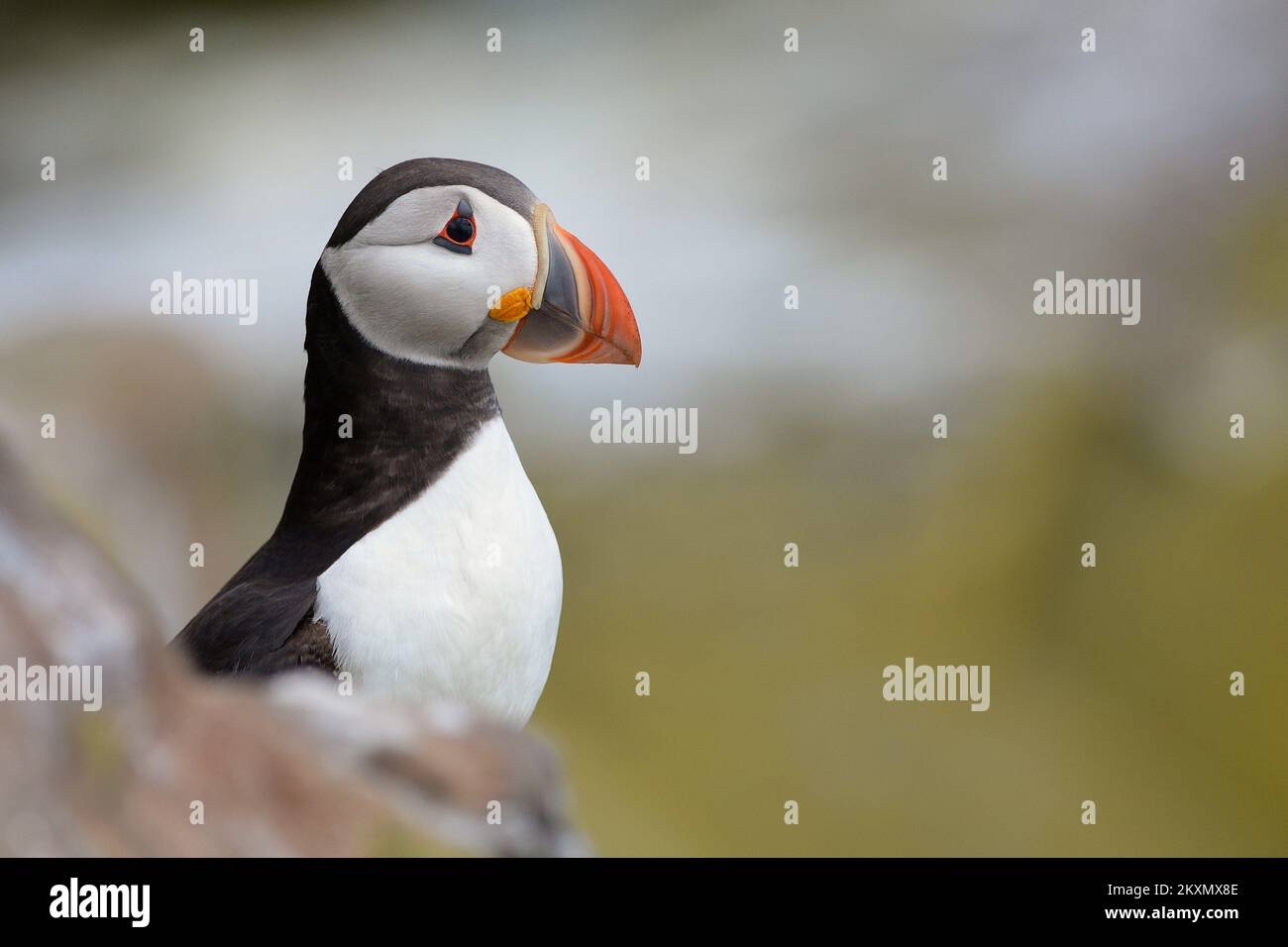 Technicolor bill hi-res stock photography and images - Alamy