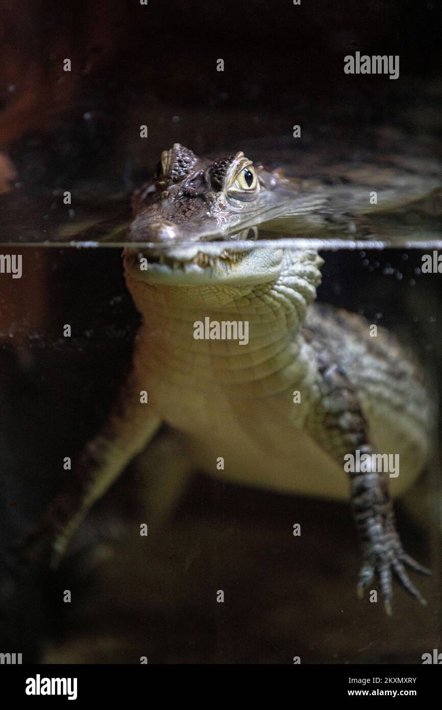 Caiman glasses seen in Aquarium Pula , in Pula, April 3, 2021.,Aquarium ...