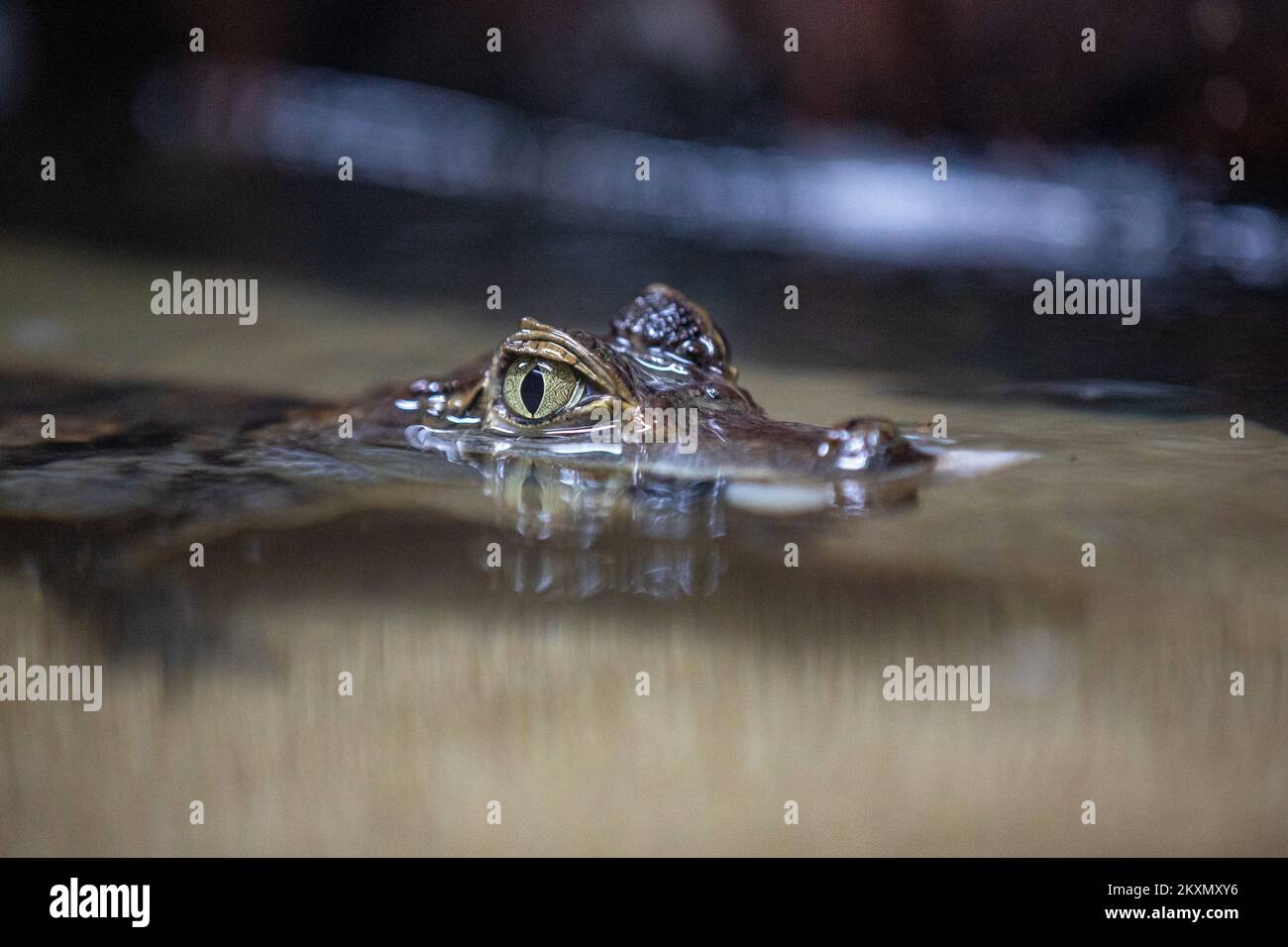 Caiman glasses seen in Aquarium Pula , in Pula, April 3, 2021.,Aquarium ...