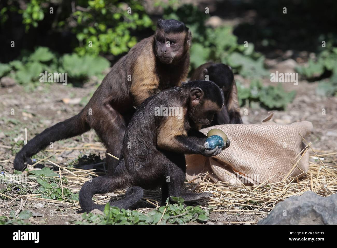Capuchin monkeys eat hi-res stock photography and images - Alamy