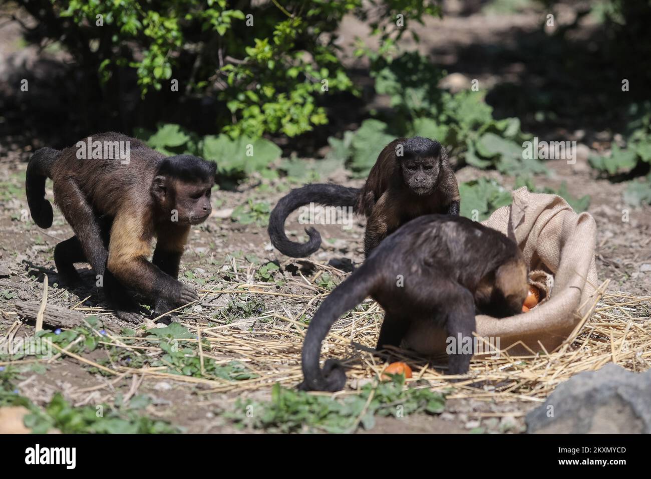 Spider Monkeys Eating Eggs