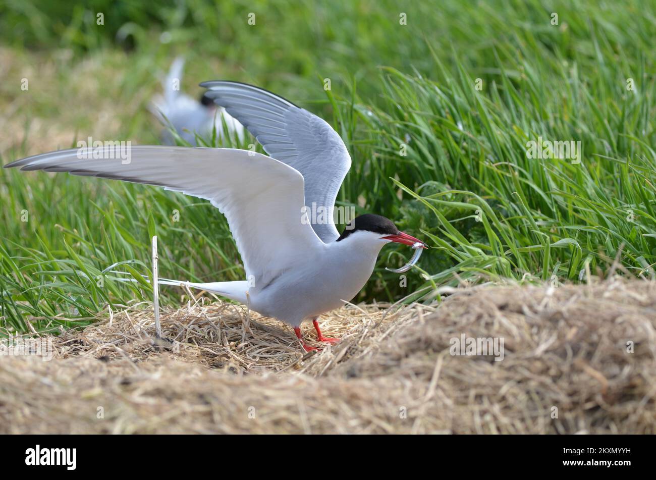 Sterna paradisaea migration hi-res stock photography and images - Alamy