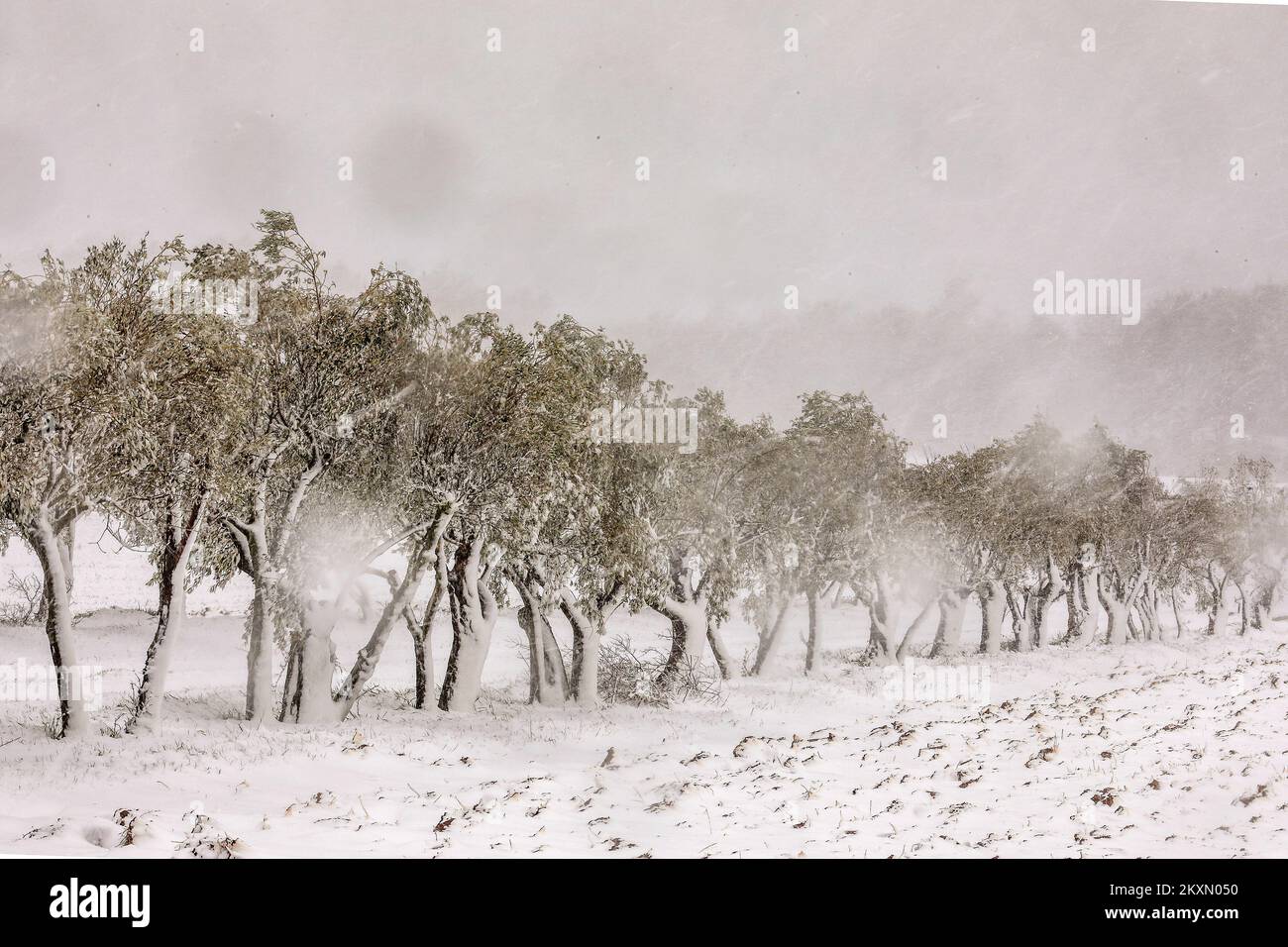 Snow whitened nature during storms in Pula, Croatia on April 6, 2021 ...