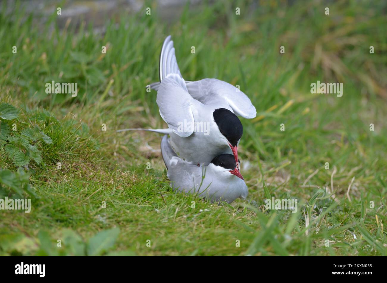 Sterna paradisaea migration hi-res stock photography and images - Alamy