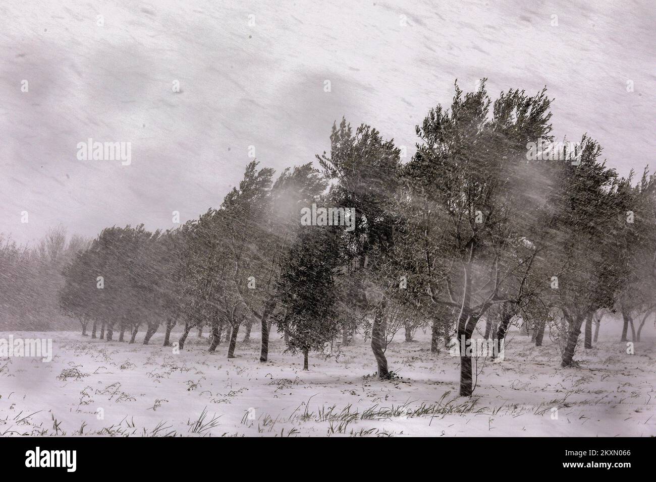 Snow whitened nature during storms in Pula, Croatia on April 6, 2021 ...