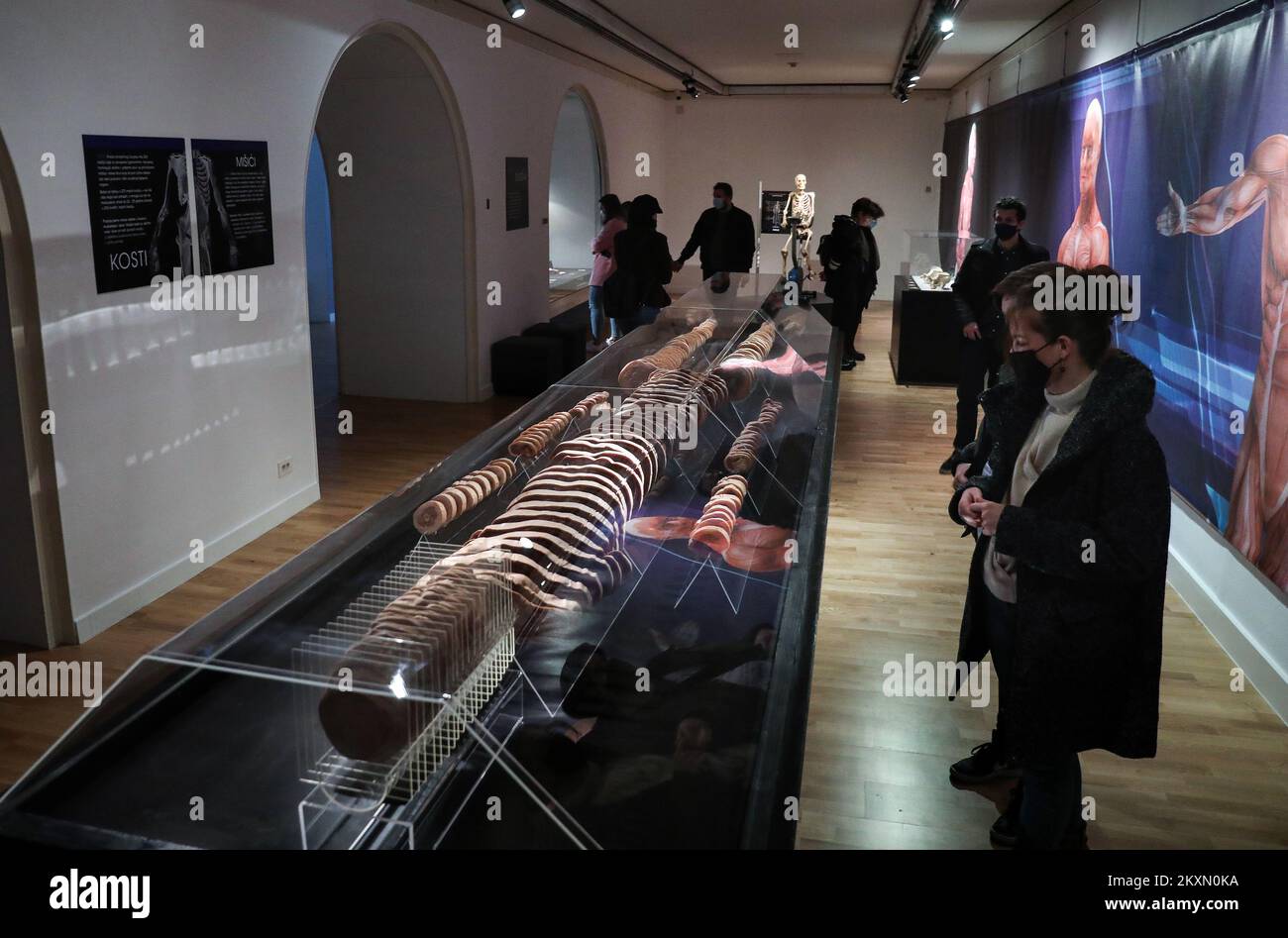 A visitor looks at a plastinated human body during the "Bodies 2.0: The ...