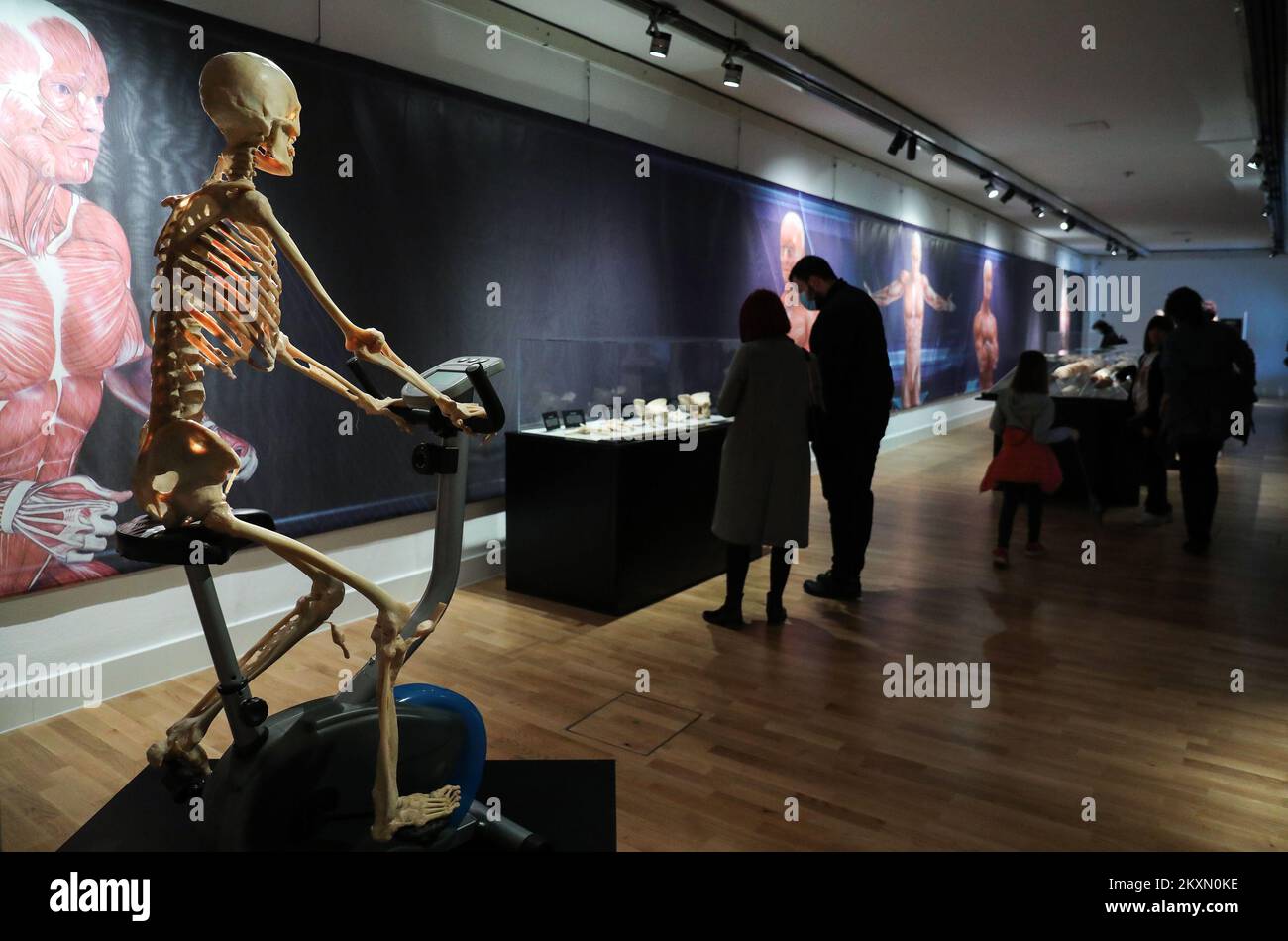 A visitor looks at a plastinated human body during the "Bodies 2.0: The ...