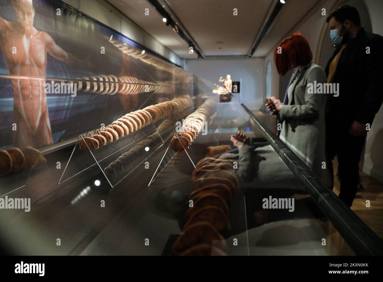 A visitor looks at a plastinated human body during the "Bodies 2.0: The ...