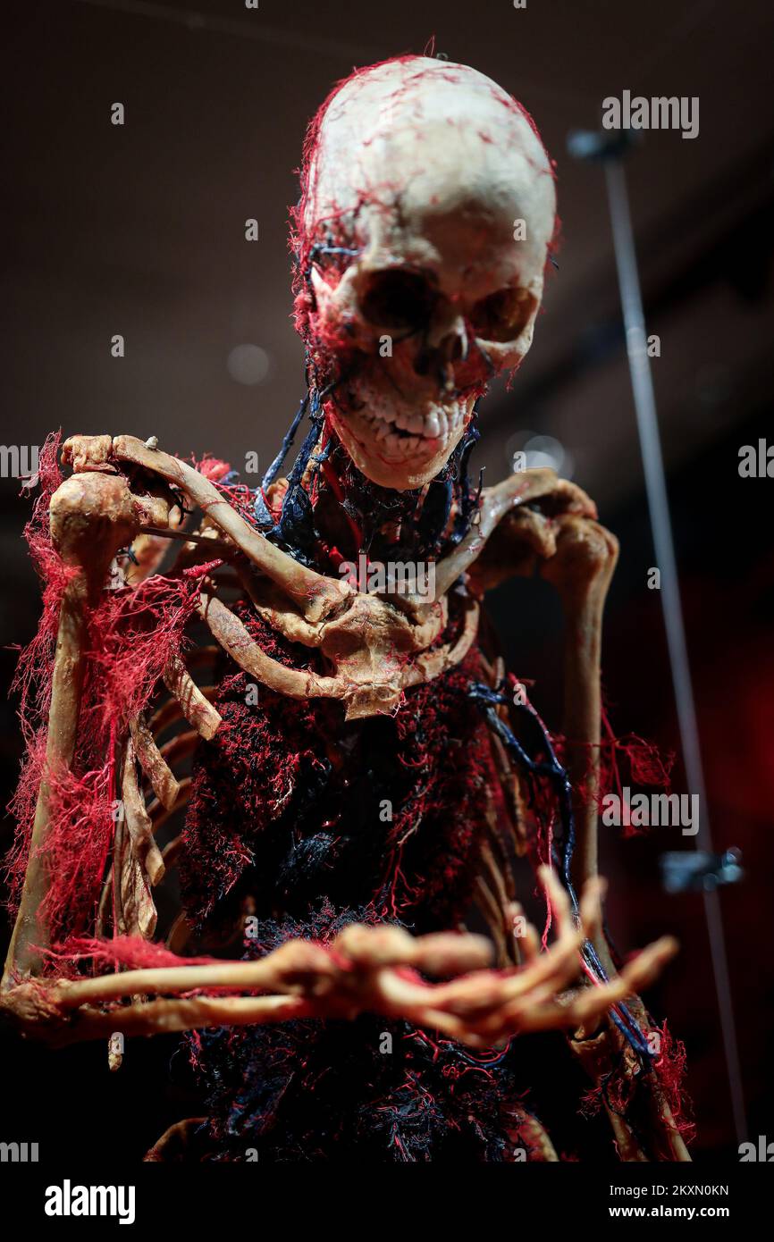 Plastinated human body seen during the "Bodies 2.0: The Universe Within ...
