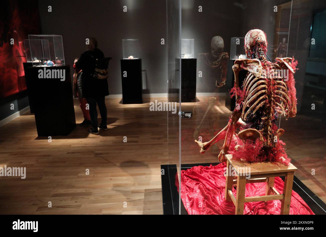 Plastinated human body hi-res stock photography and images - Alamy