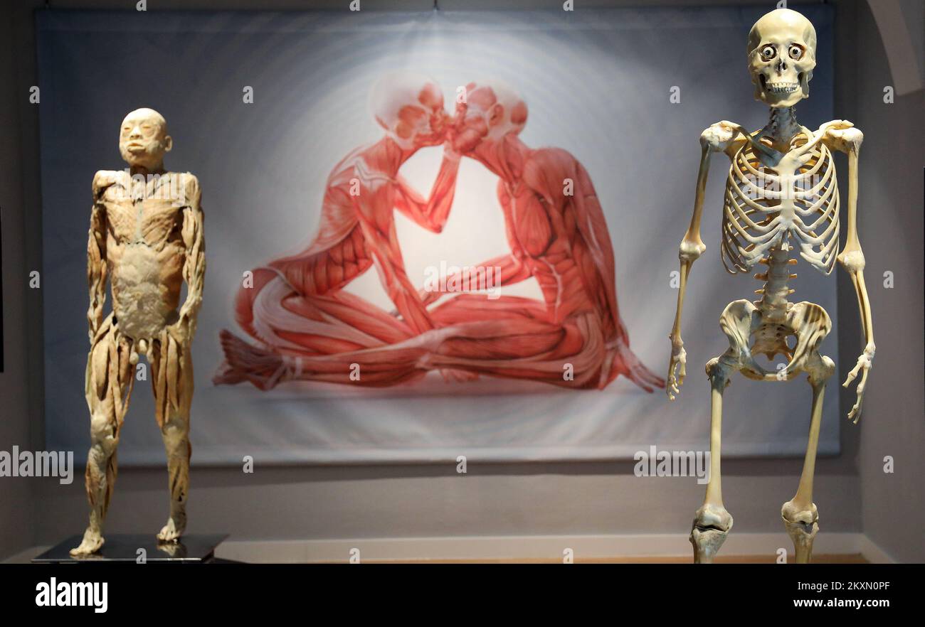 Plastinated human body seen during the "Bodies 2.0: The Universe Within ...