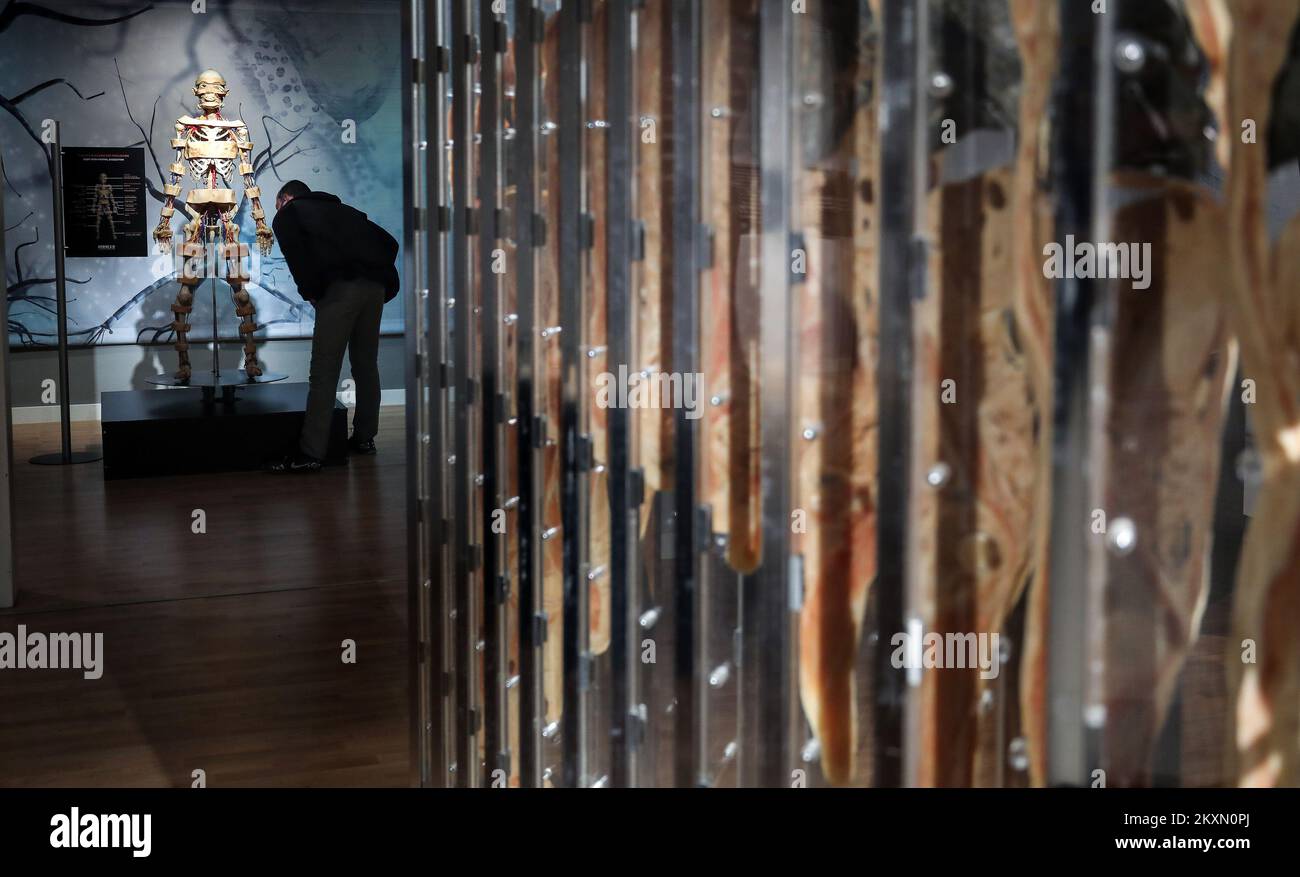 A visitor looks at a plastinated human body during the "Bodies 2.0: The ...