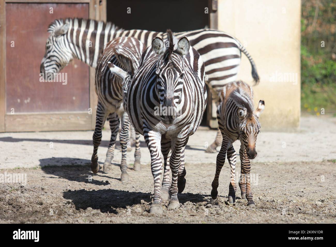 Zerba hi-res stock photography and images - Alamy