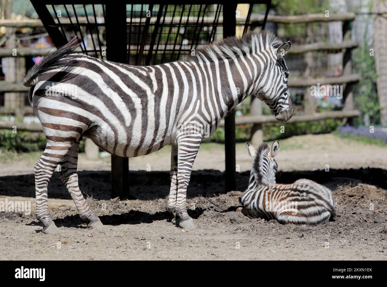 A day old baby zebra (Equus quagga boehmi) is pictured with her mother ...