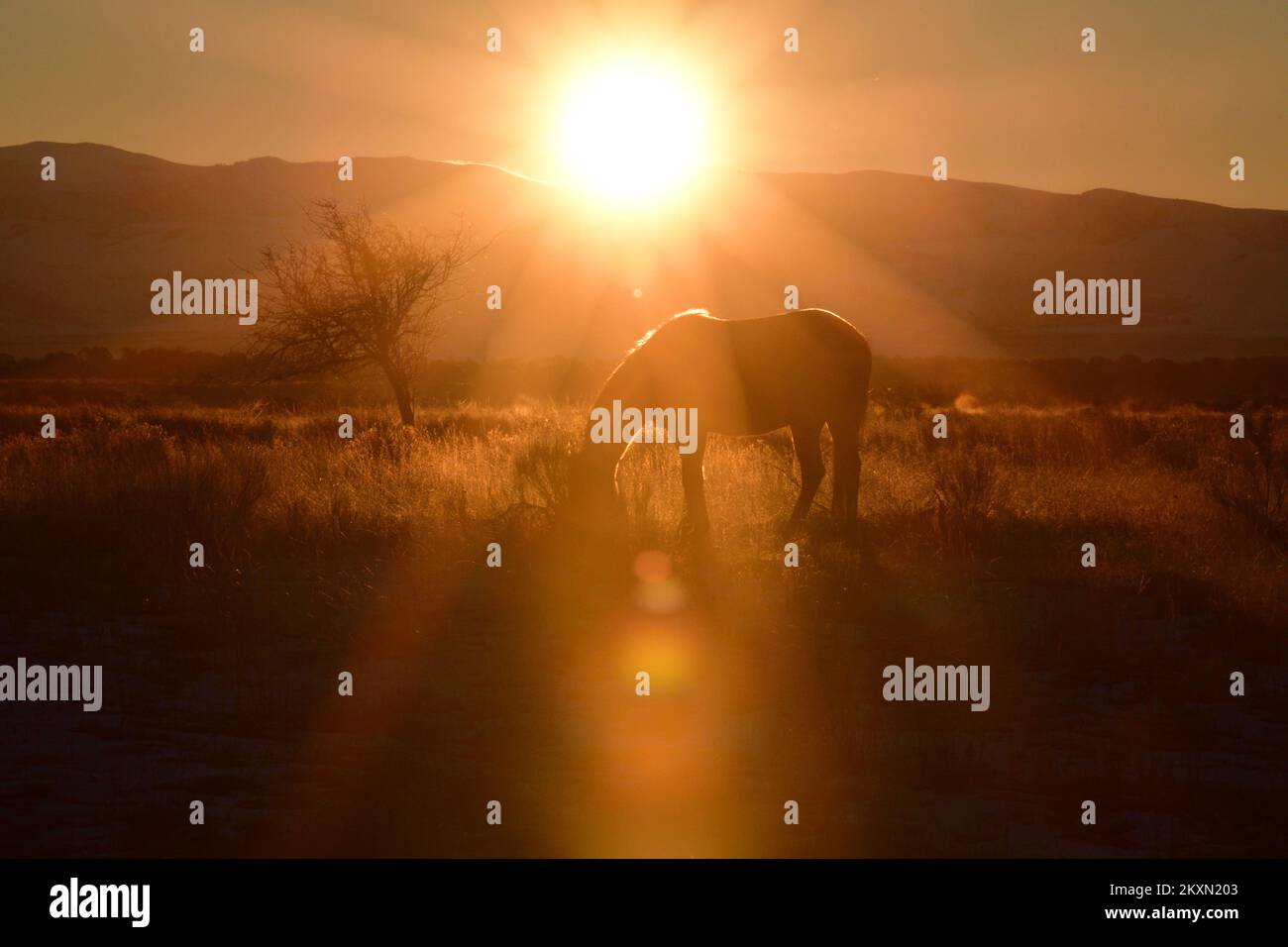 Horses in the Cold Stock Photo - Alamy