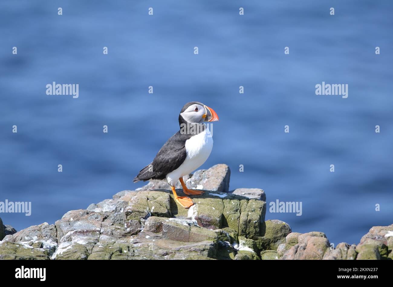 Puffins in bill tapping courtship Stock Photo - Alamy