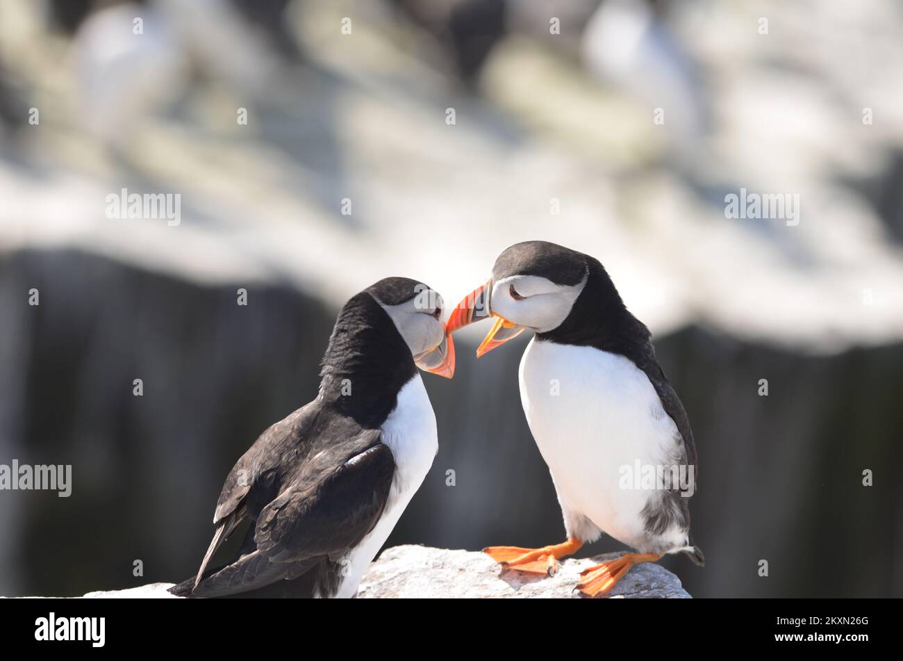 Puffins sand eels side view hi-res stock photography and images - Alamy