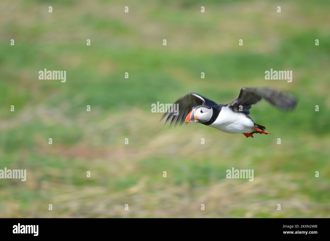 Puffins in bill tapping courtship Stock Photo - Alamy