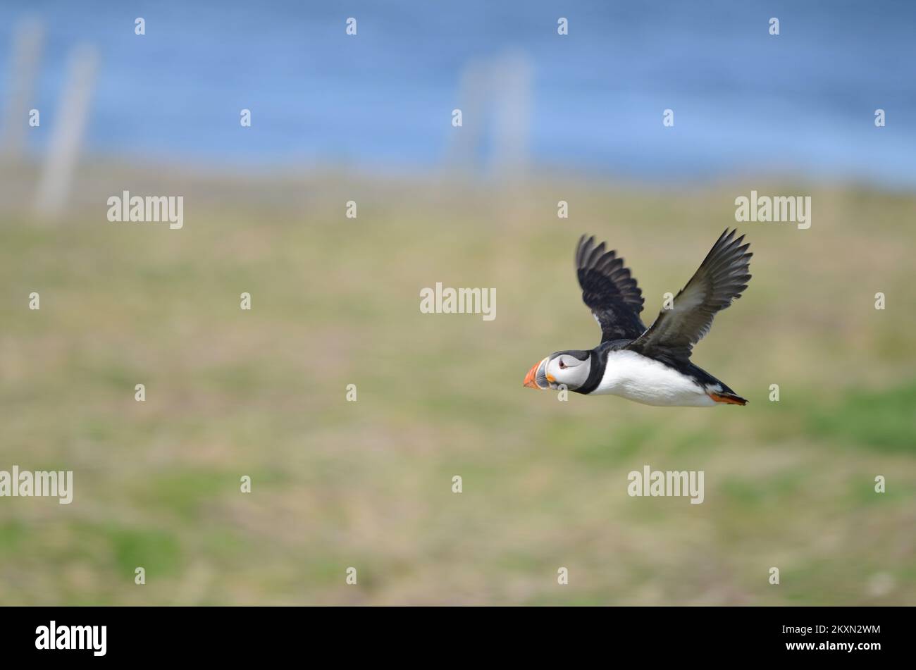 Puffins in bill tapping courtship Stock Photo - Alamy