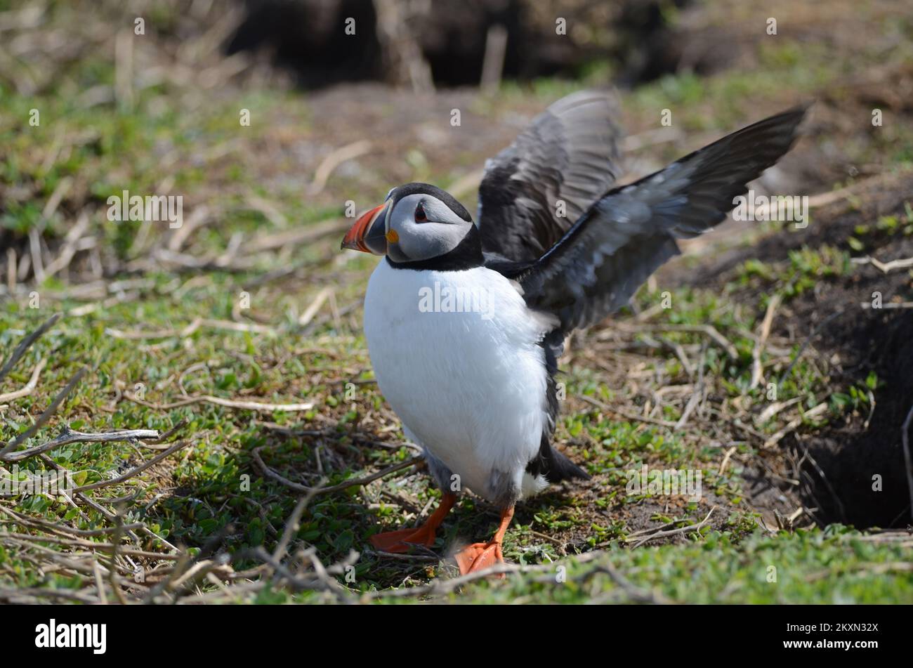 Puffins in bill tapping courtship Stock Photo - Alamy