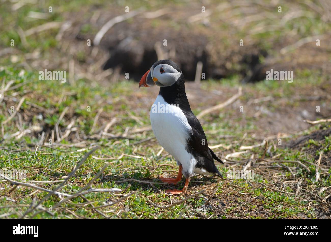 Technicolor bill hi-res stock photography and images - Alamy