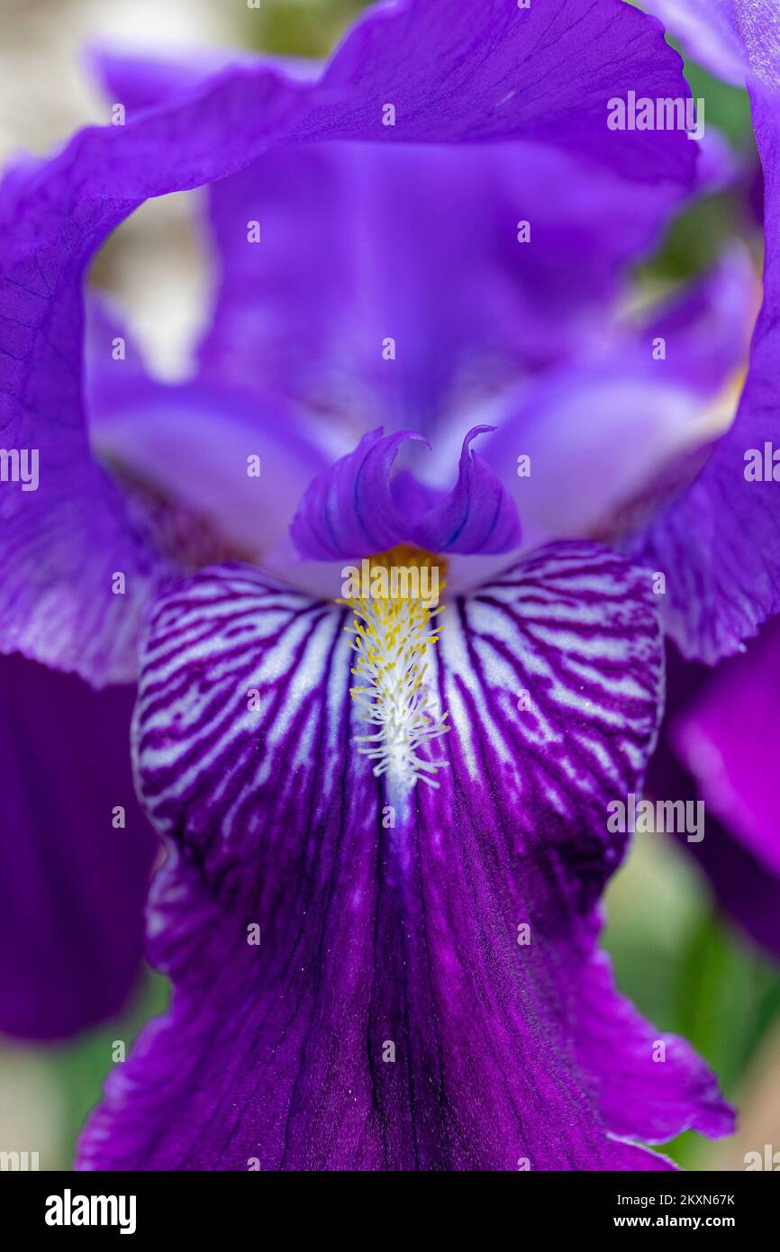 Pgoto taken on April 21, 2021 shows flower Iris in Pula, Croatia. Photo ...