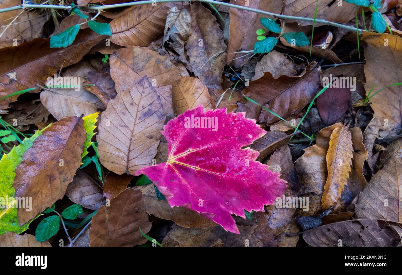 Que hoja hi-res stock photography and images - Alamy