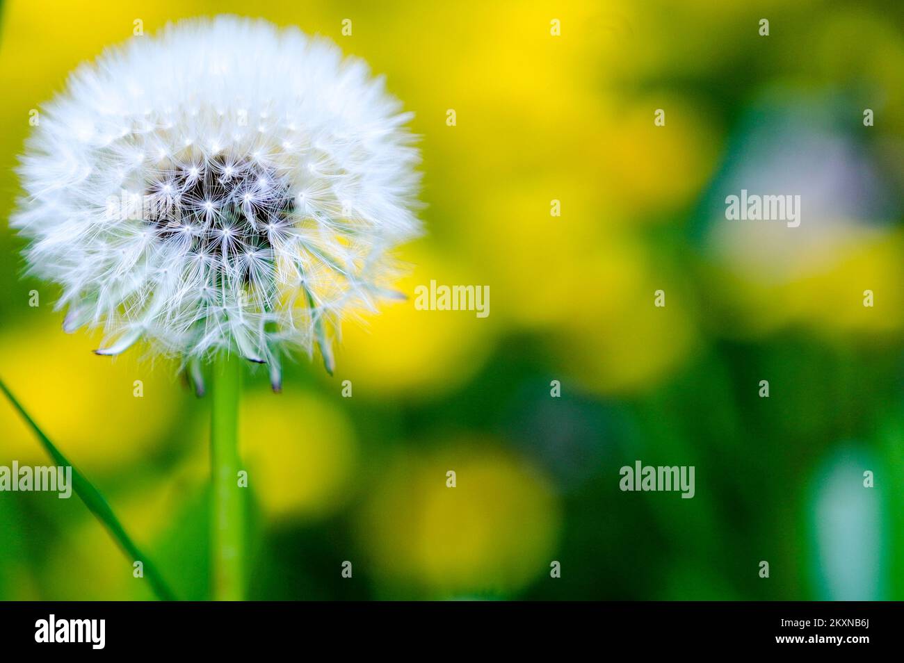 Photo taken on May 4, 2021 shows dandelion field in Mikulici, Zagreb ...