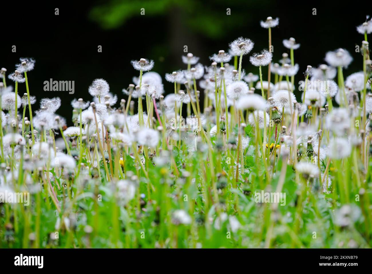 Photo taken on May 4, 2021 shows dandelion field in Mikulici, Zagreb ...