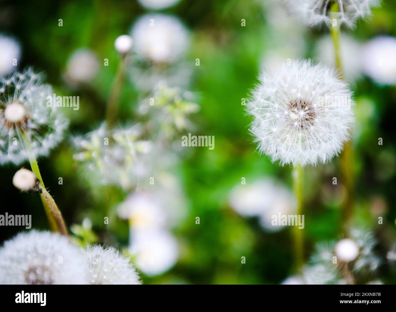 Photo taken on May 4, 2021 shows dandelion field in Mikulici, Zagreb ...