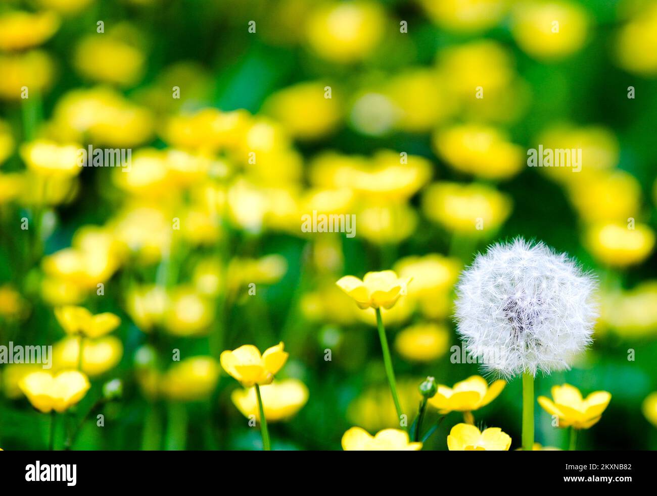 Photo taken on May 4, 2021 shows dandelion field in Mikulici, Zagreb ...