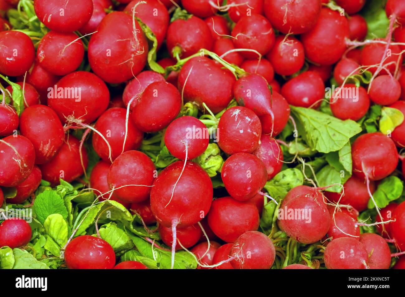 Close up view of a tray of fresh radish on a market stall. No people ...