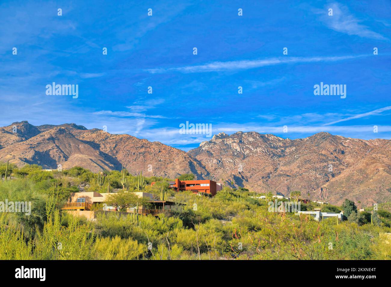 Upper middle class houses on a sloped land with saguaro and wild plants ...