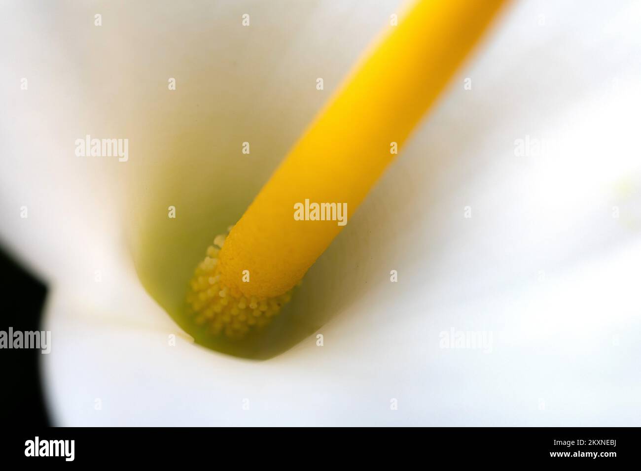 Beautiful Calla flower, a genus of flowering plant in the family ...