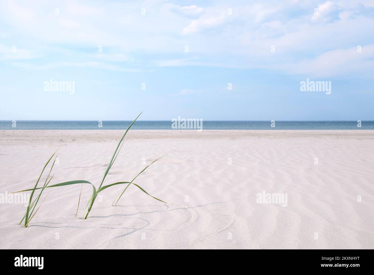 Summer mood background. Empty beach white sand background. Grass blades ...