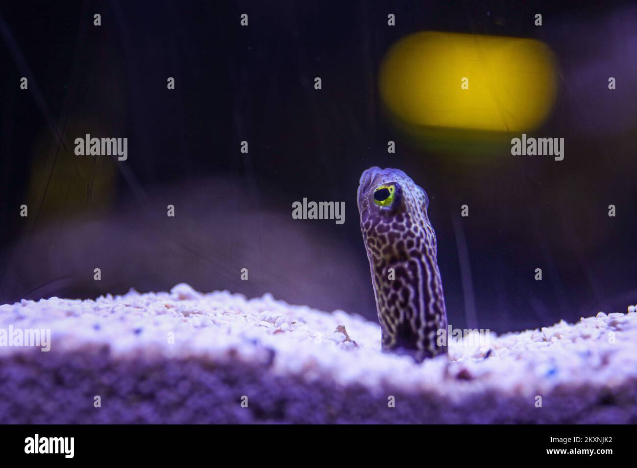 Photo taken on May 19, 2021 shows the spotted garden eel in Aquarium ...