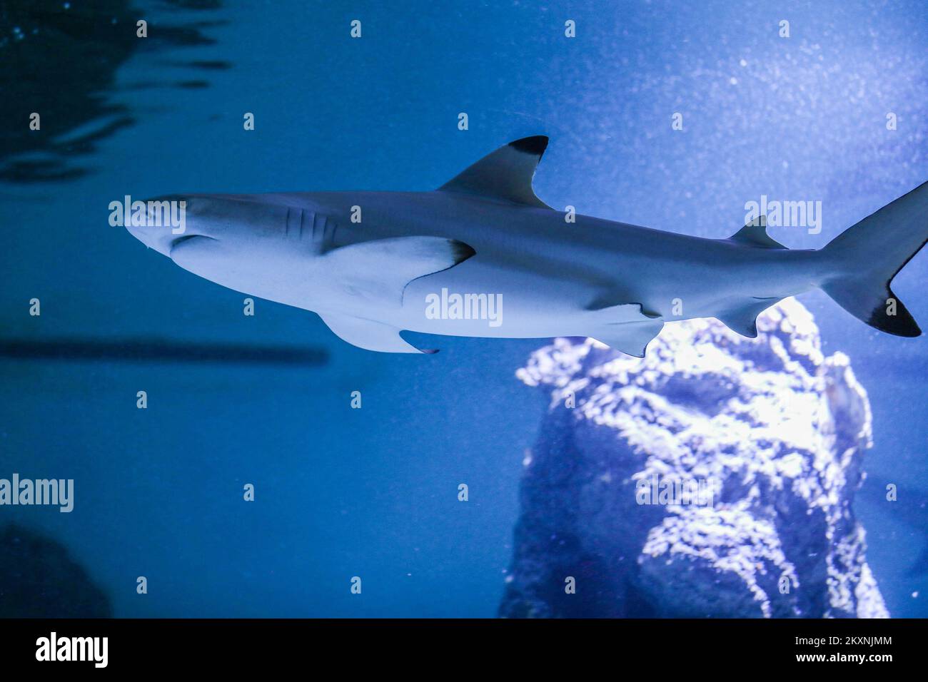 Photo taken on May 19, 2021 shows shark in Aquarium Pula, in Pula ...