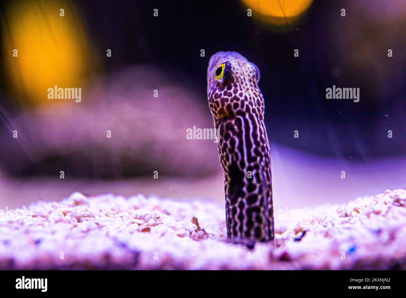 Photo taken on May 19, 2021 shows the spotted garden eel in Aquarium ...