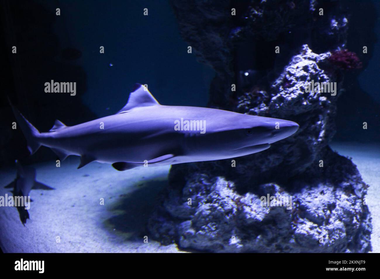 Photo taken on May 19, 2021 shows shark in Aquarium Pula, in Pula ...