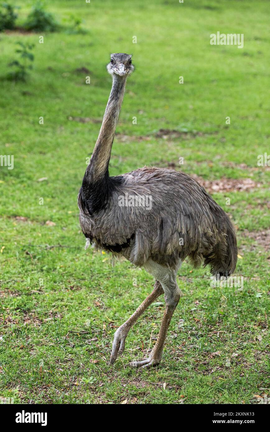The Rhea arrived from ZOO in Kosice (Slovakia) to ZOO in Osijek ...